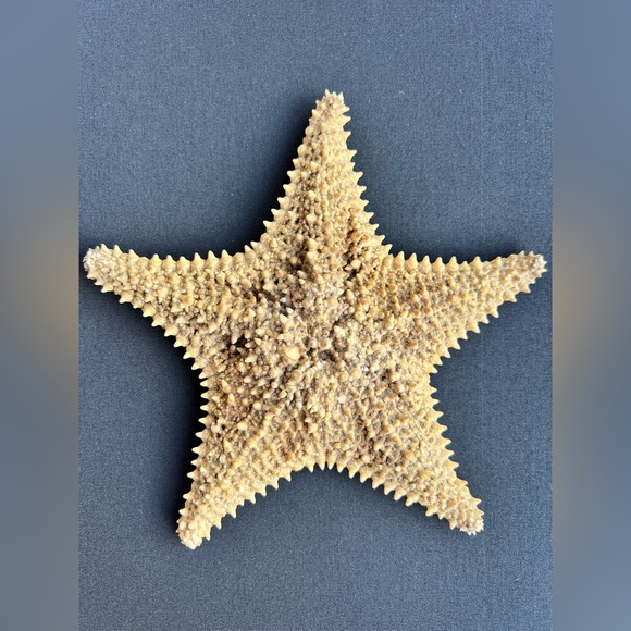 Other | Dried Spiny Sea Star Natural Real Starfish 5arm Decorative ...